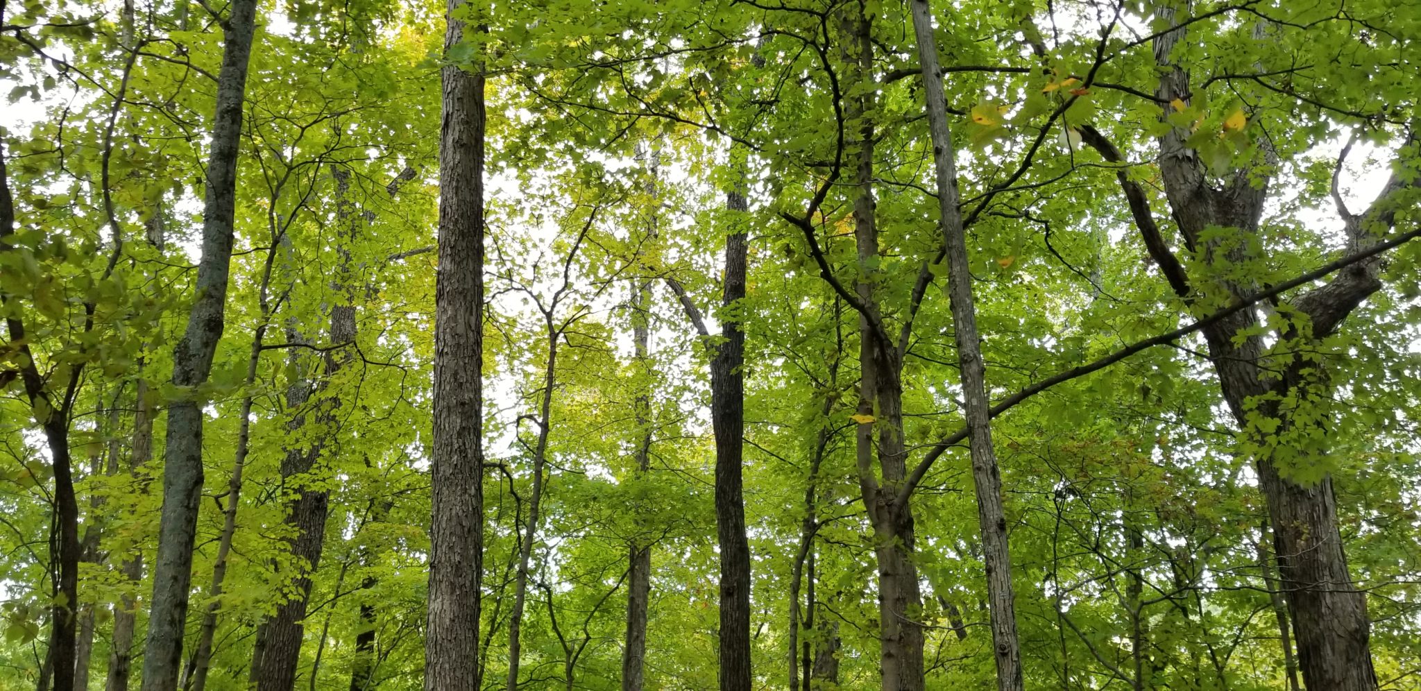 Renewable Energy Solutions | Apex Clean Energy